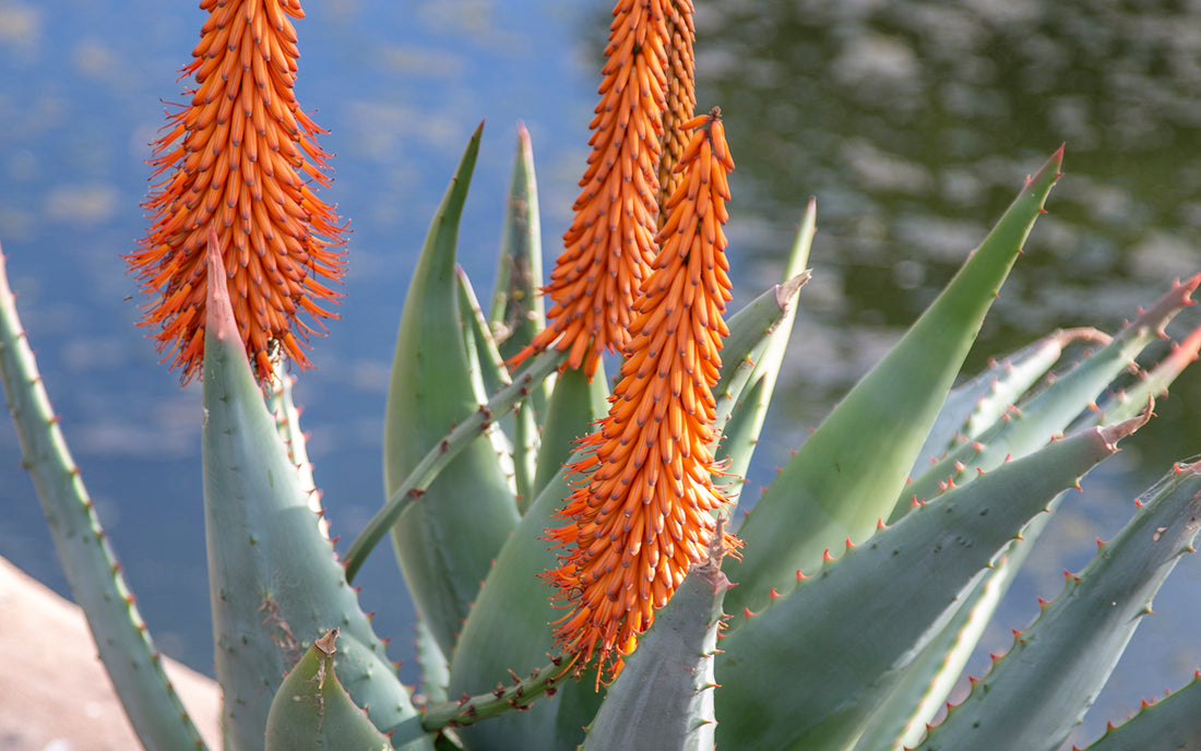 Aloes (Alwyn) for Digestion – Gogo's Garden Apothecary